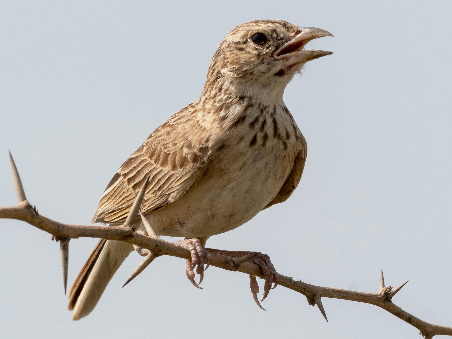 Singing Bushlark (Singing) - eBird