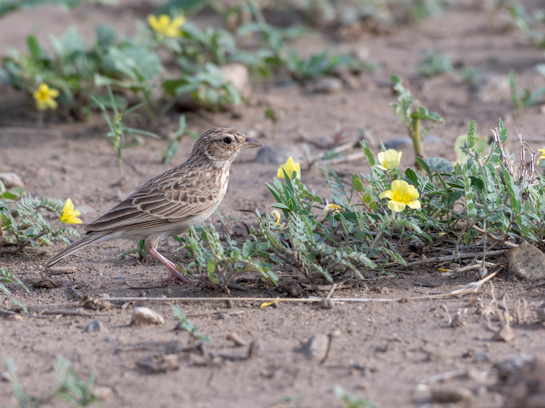 Singing Bushlark (Singing) - eBird