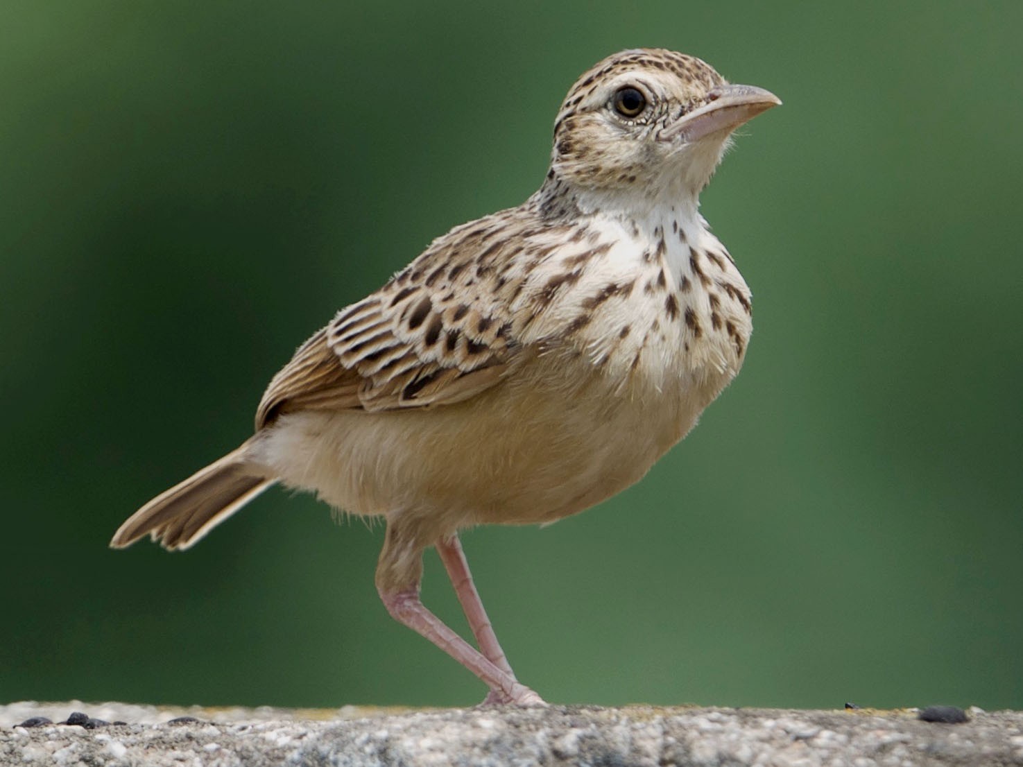 Jerdon's Bushlark - eBird