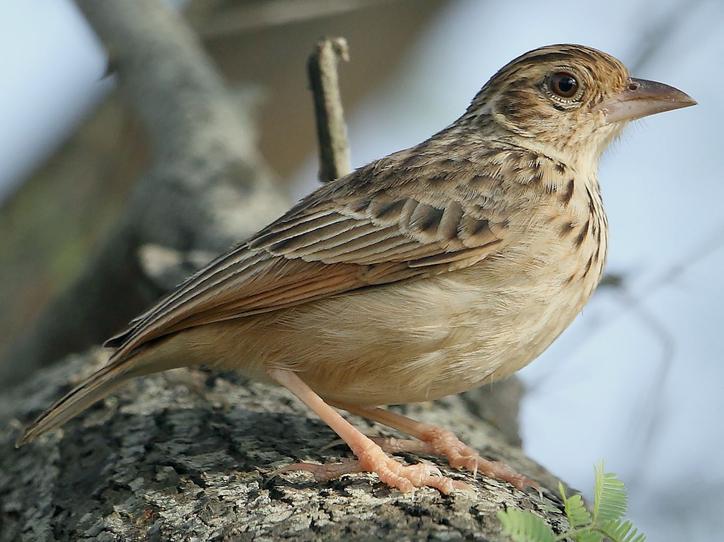 Jerdon's Bushlark - eBird