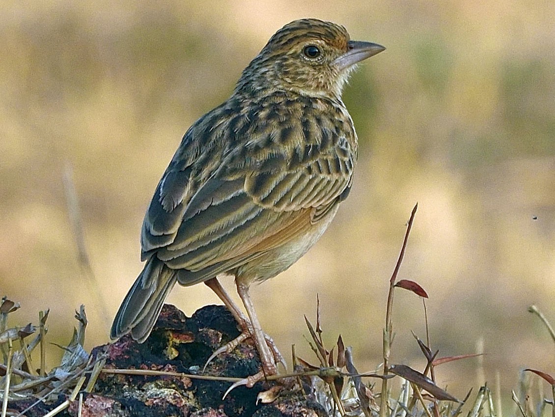 Jerdon's Bushlark - eBird