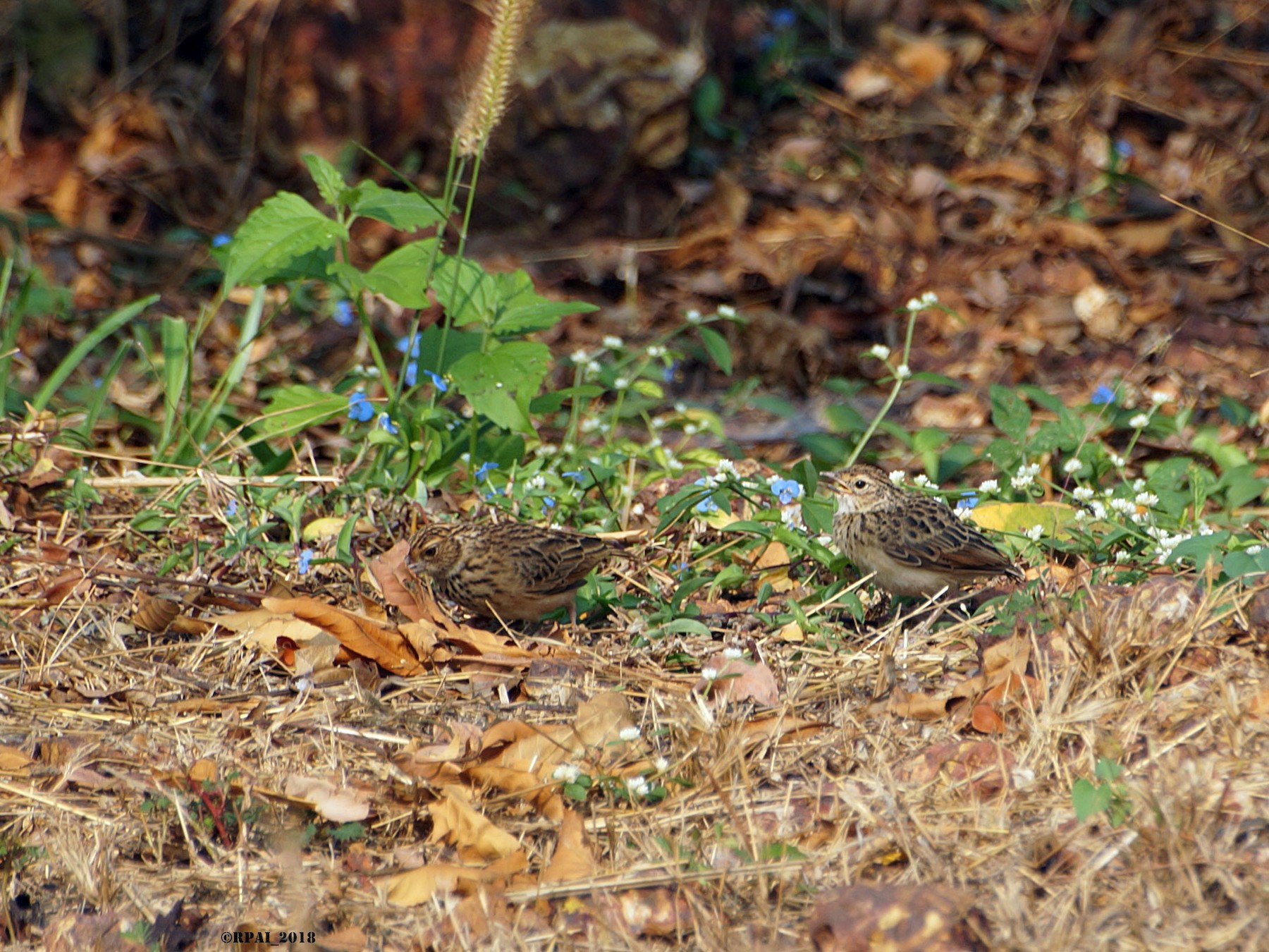 Jerdon's Bushlark - eBird