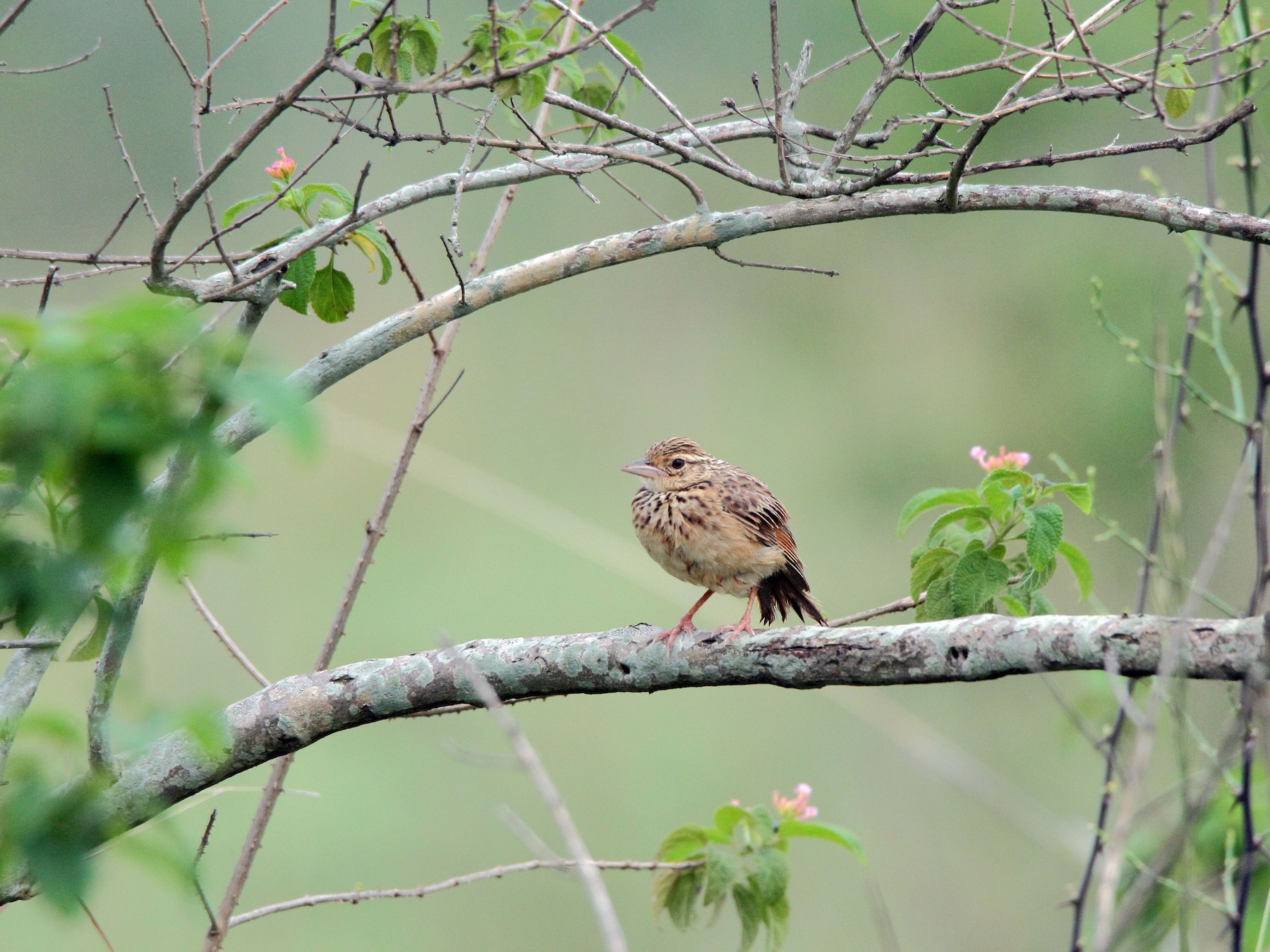 Jerdon's Bushlark - eBird