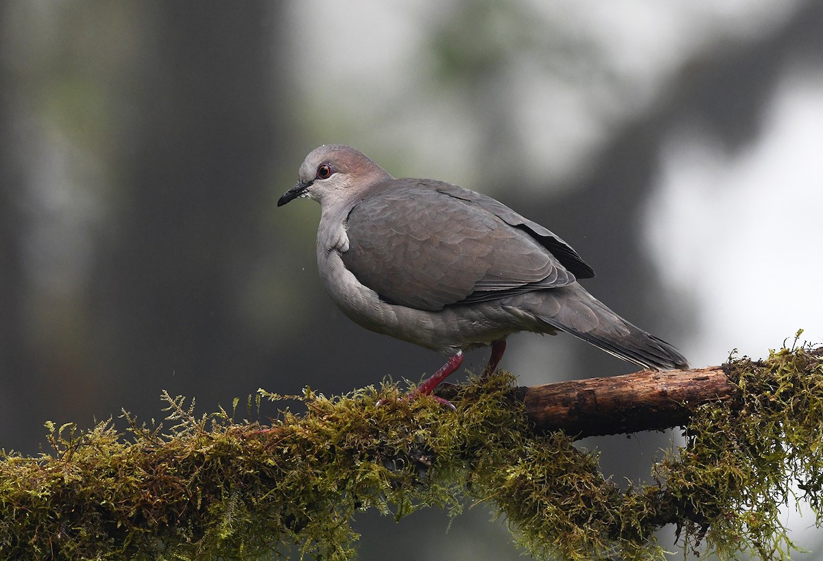 Yerutí Gris (decolor) - eBird