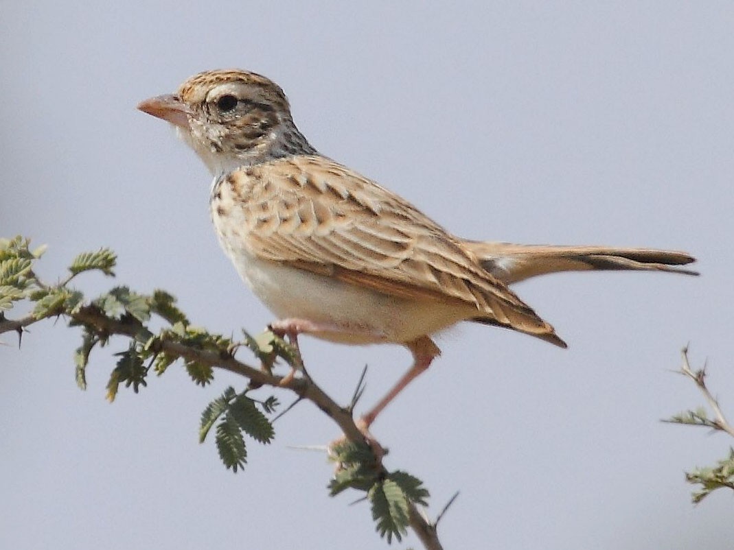 Indian Bushlark (Red-winged Bushlark) - eBird
