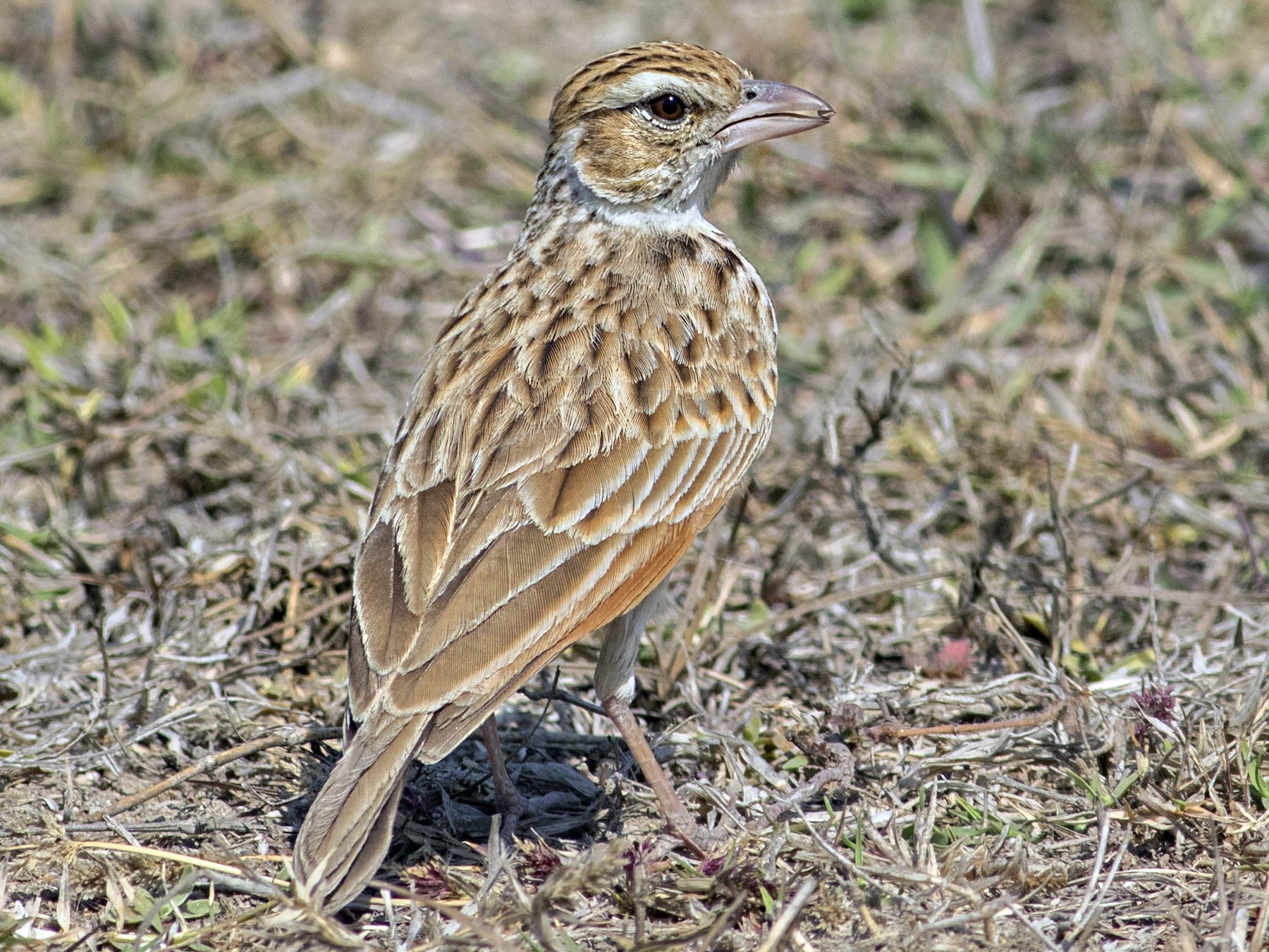 Indian Bushlark - eBird