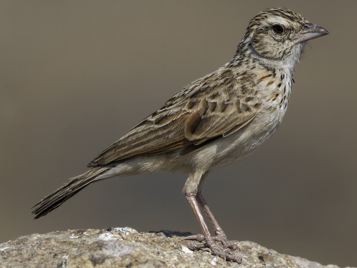 Indian Bushlark - Plocealauda erythroptera - Birds of the World