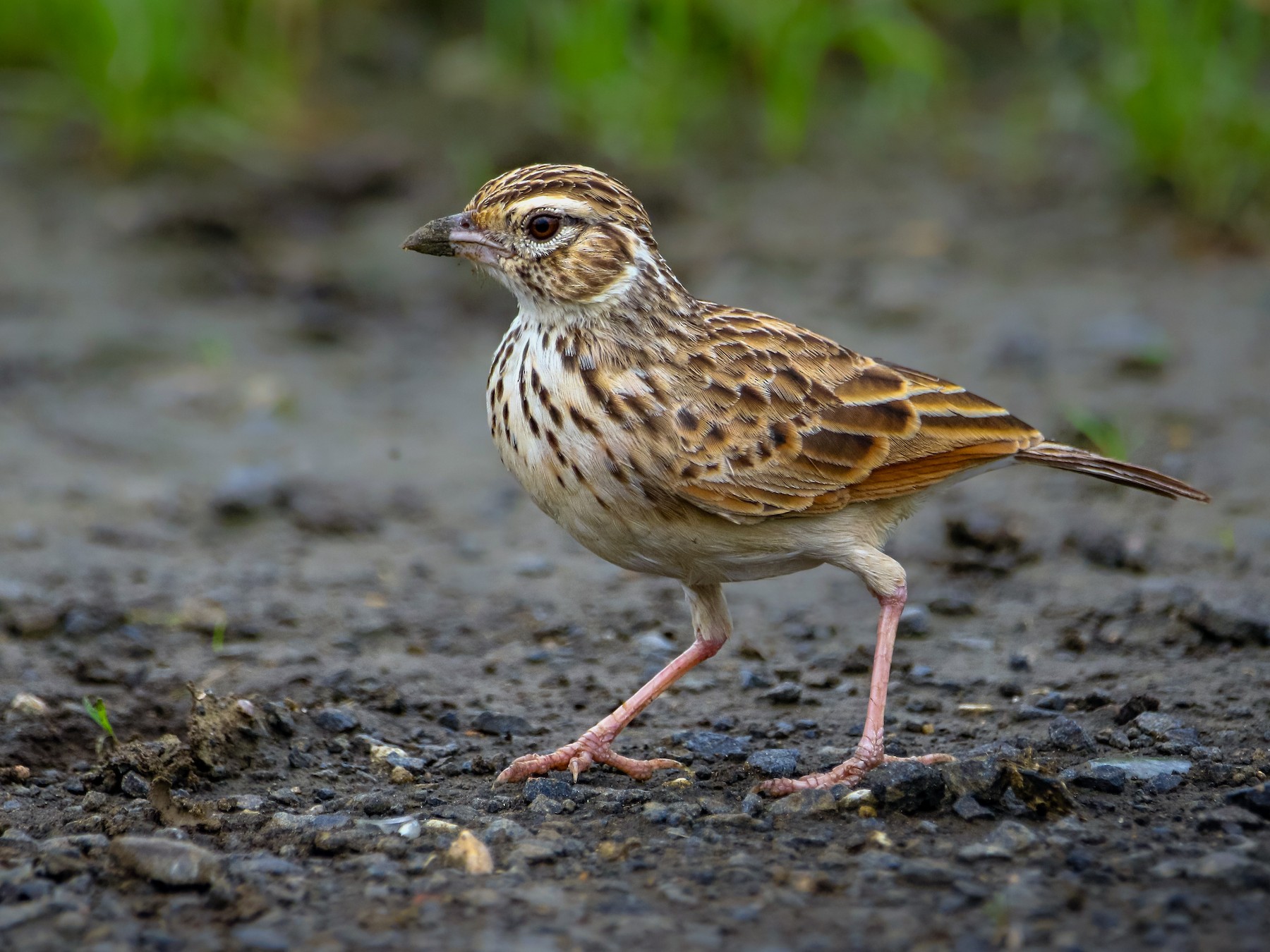 Indian Bushlark - eBird