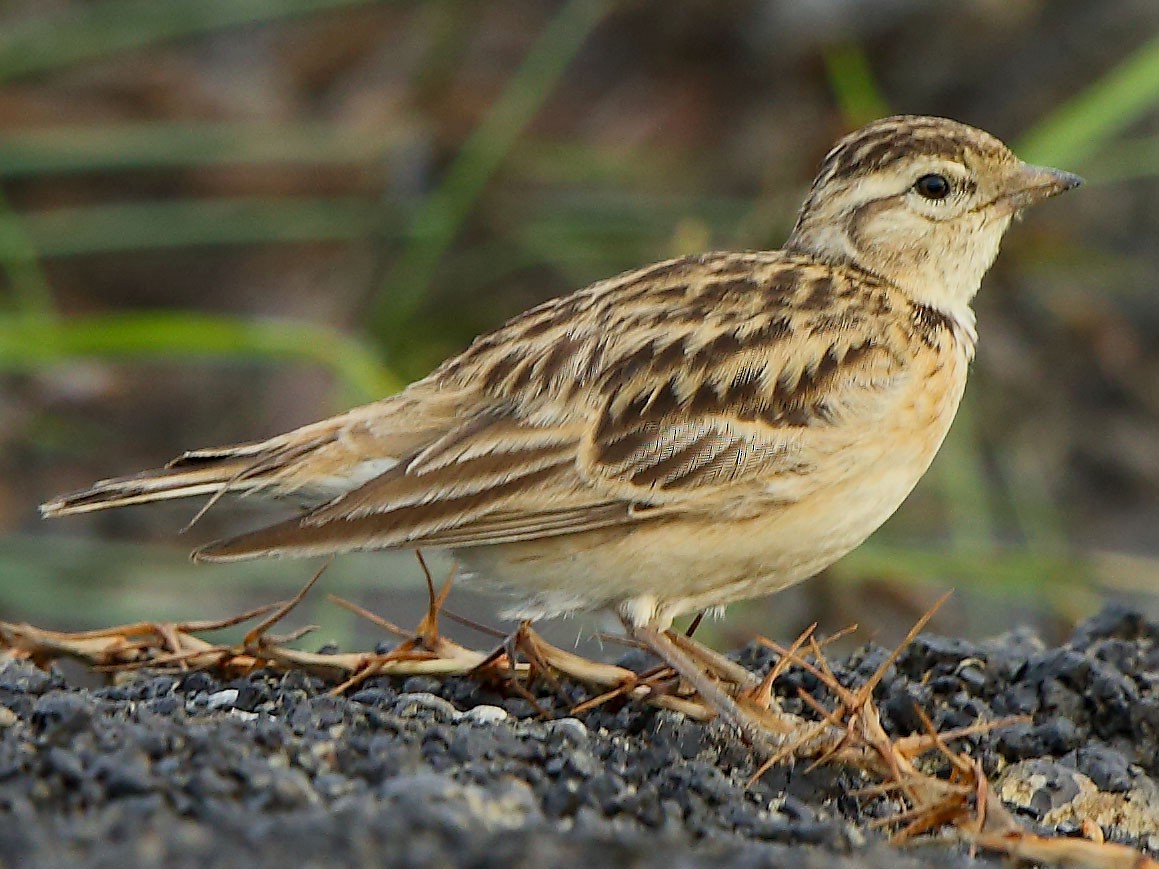 Sykes's Short-toed Lark - eBird