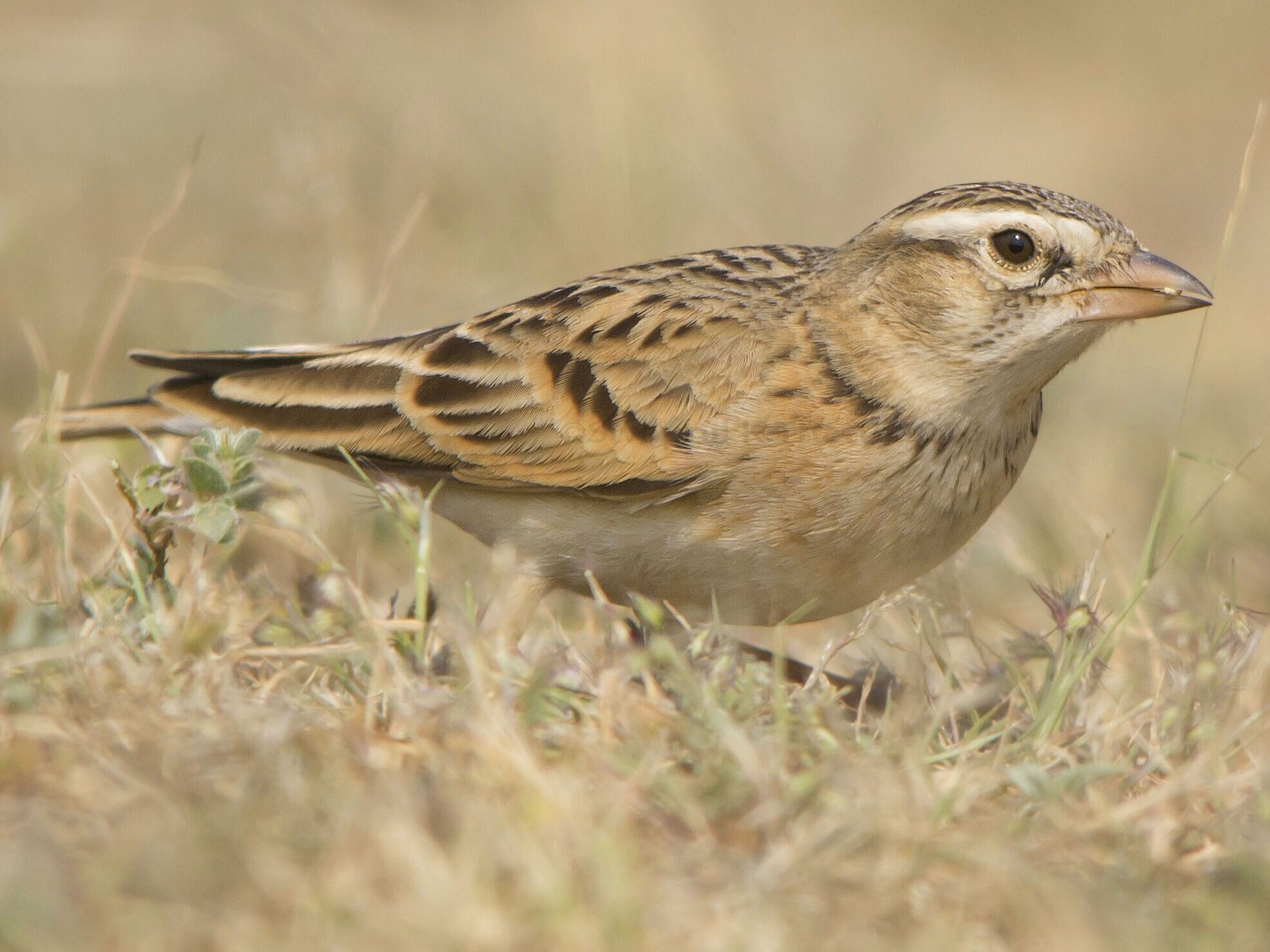 Mongolian Short-toed Lark - eBird