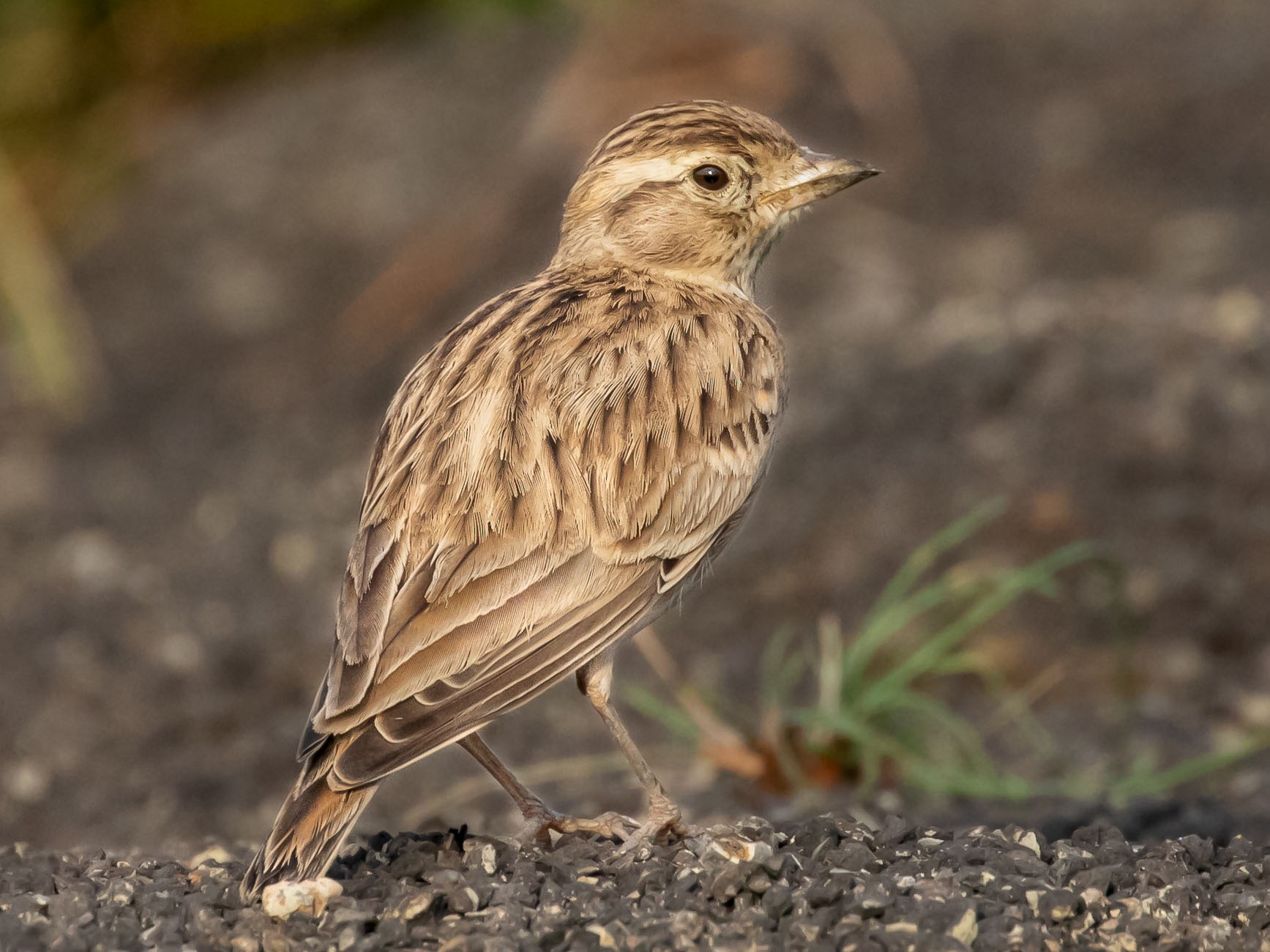 Sykes's Short-toed Lark - eBird