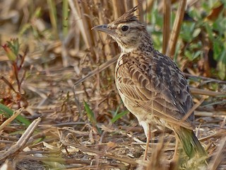 Malabar Lark - eBird