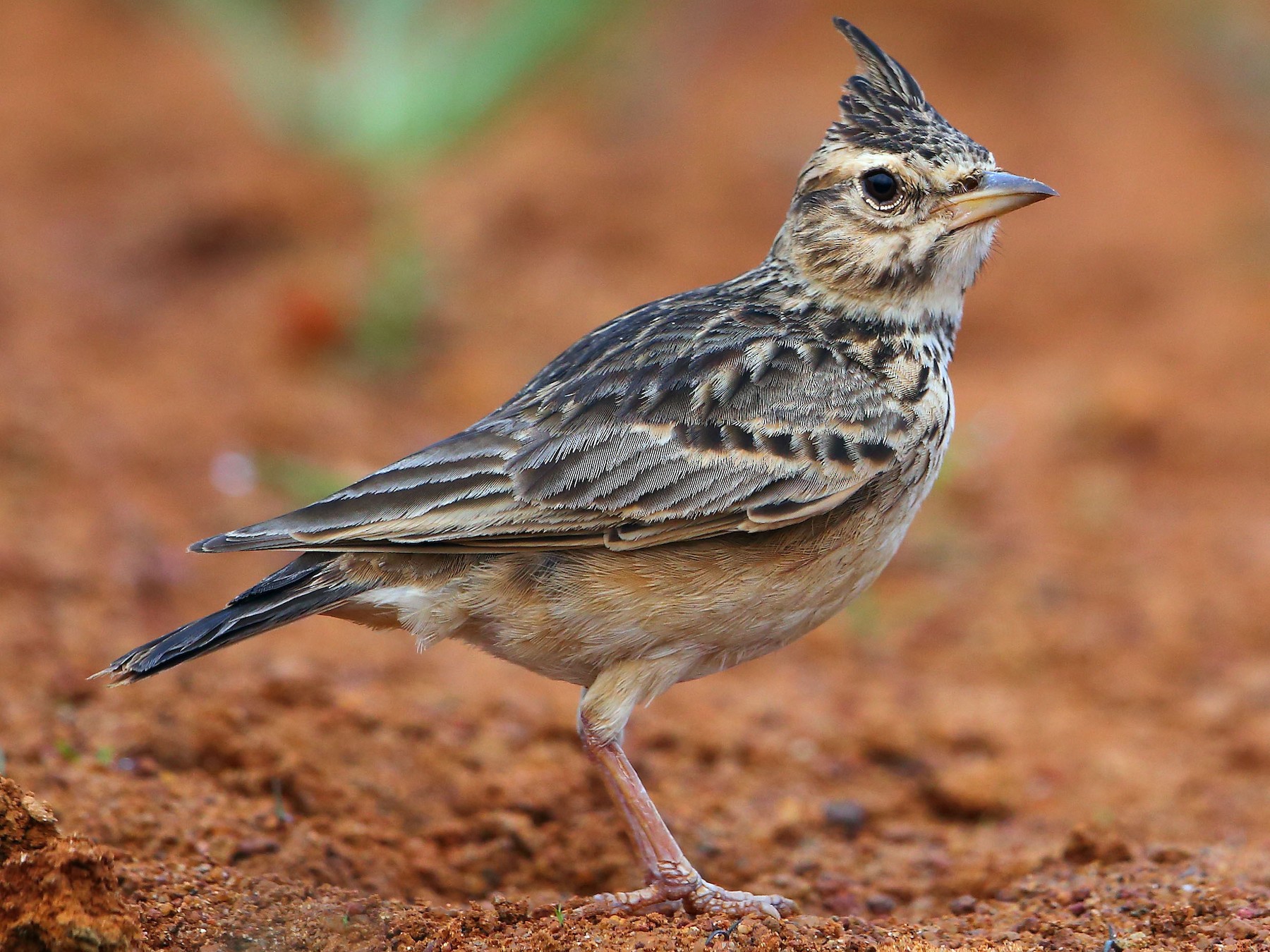 Malabar Lark - eBird