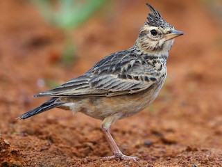 Malabar Lark - eBird