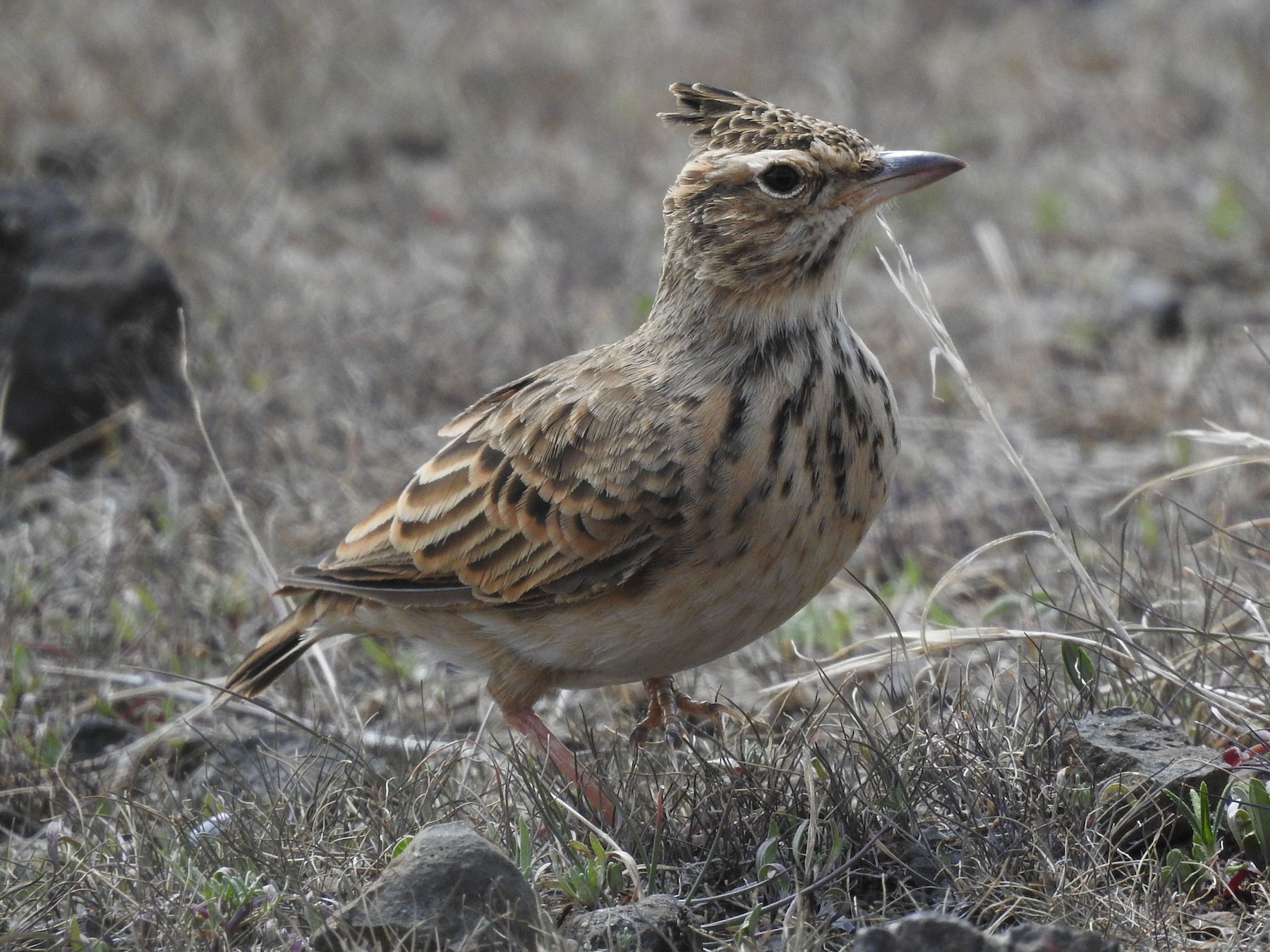 Malabar Lark - eBird