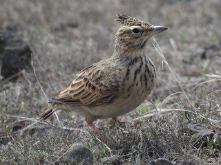 Malabar Lark - eBird