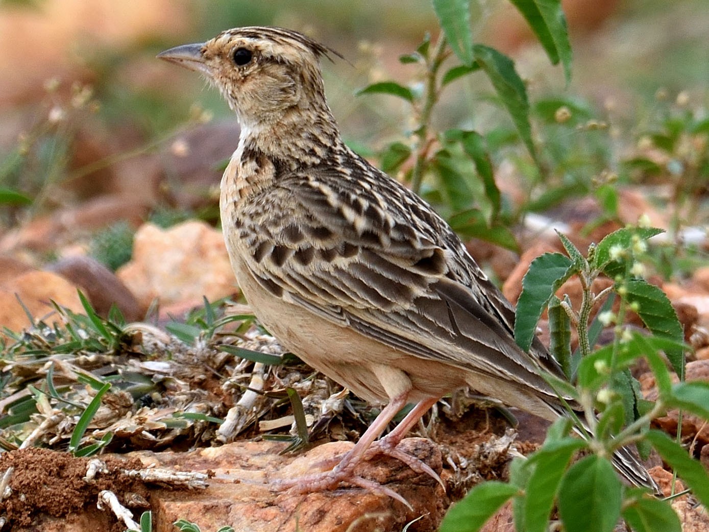 Tawny Lark - eBird