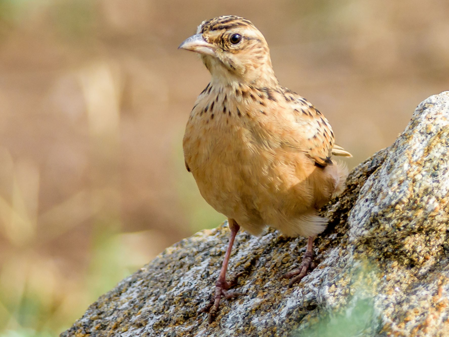 Tawny Lark - eBird