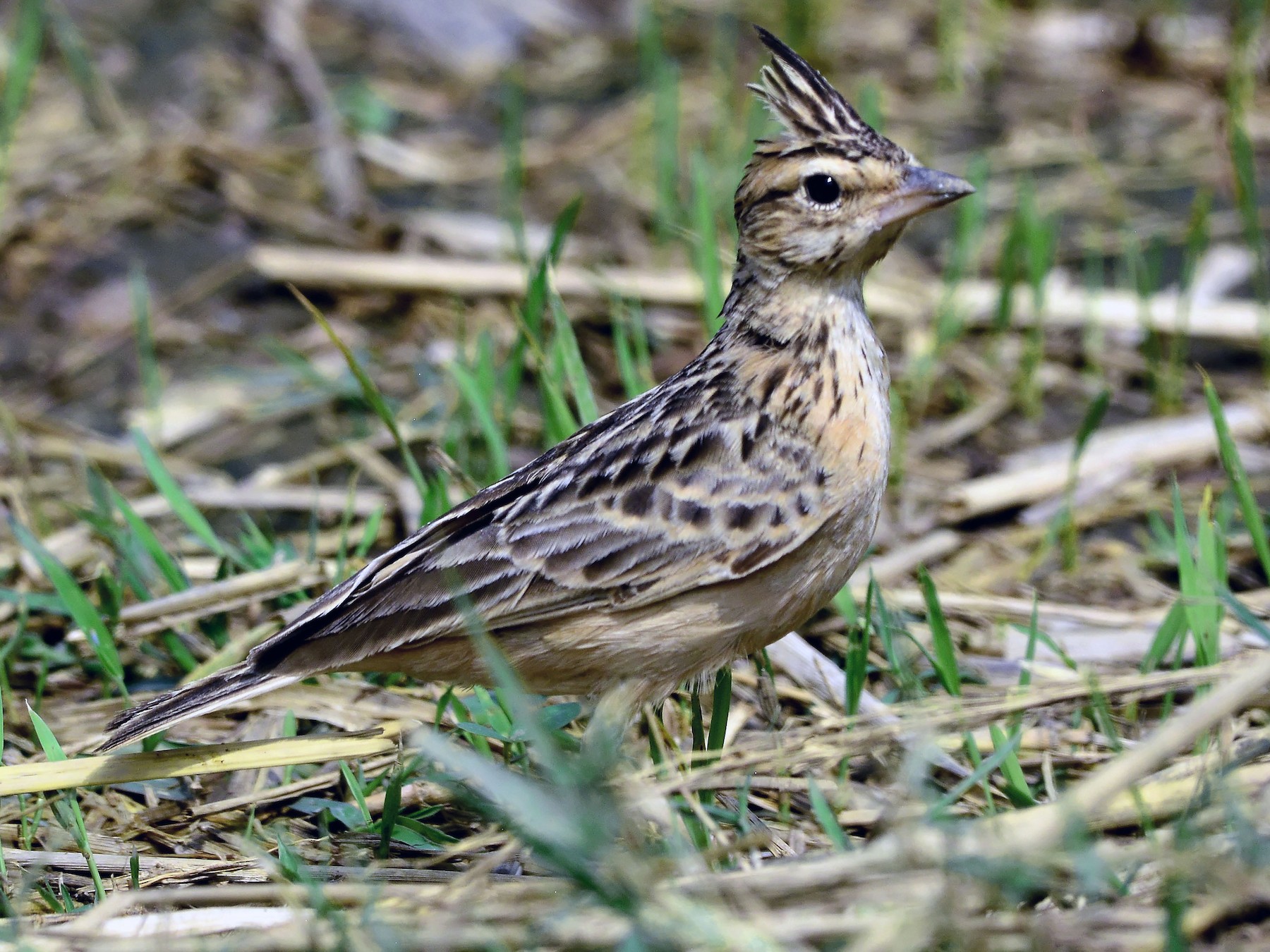 Tawny Lark (Sykes's Lark) - eBird