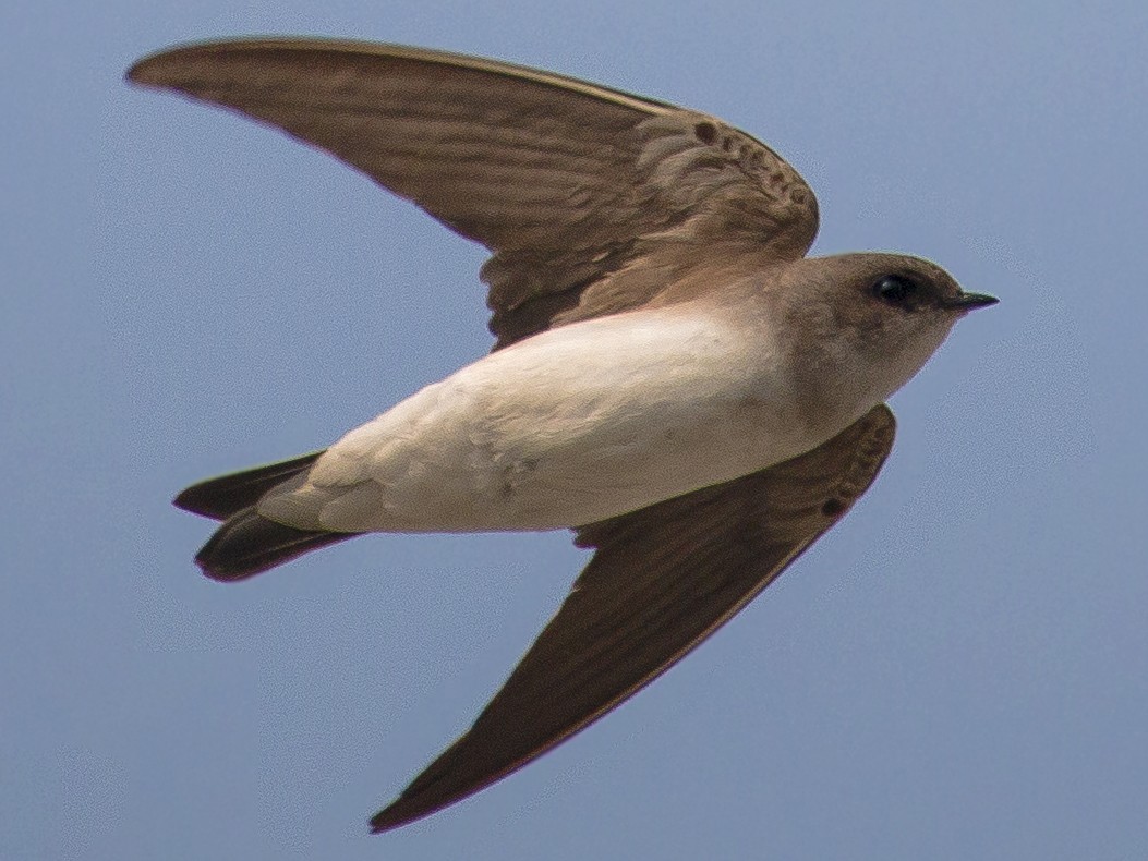 Grey-throated Martin (Plain Martin) - eBird