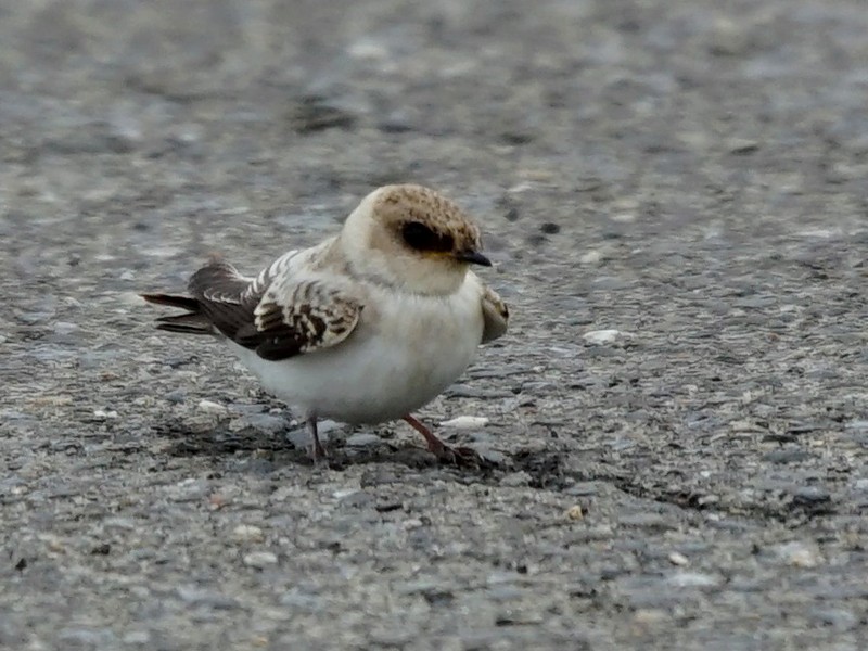 Grey-throated Martin (Plain Martin) - eBird