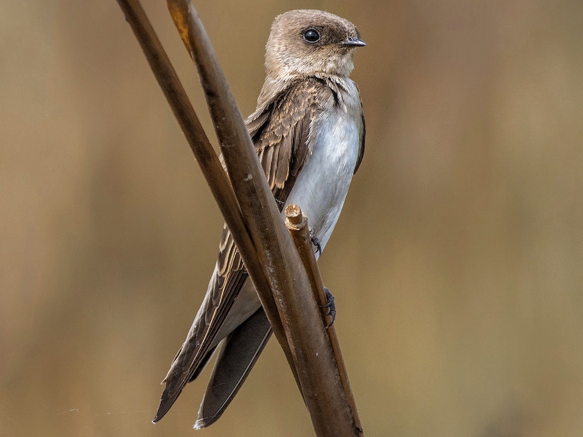 Gray-throated Martin - Riparia chinensis - Birds of the World