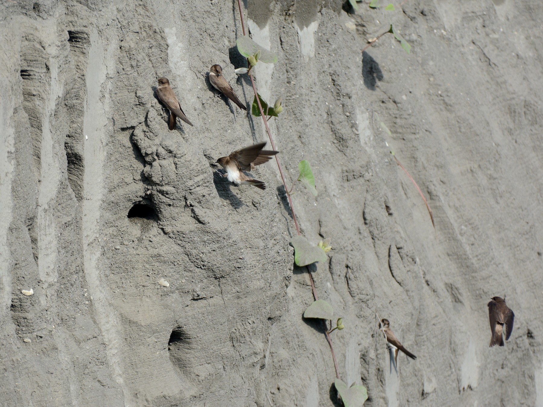 Grey-throated Martin (Plain Martin) - eBird