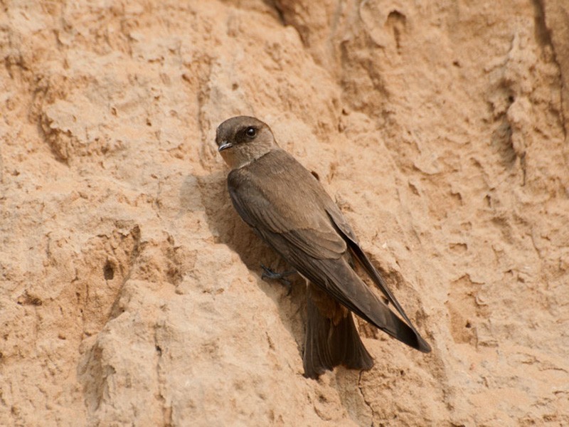Grey-throated Martin (Plain Martin) - eBird
