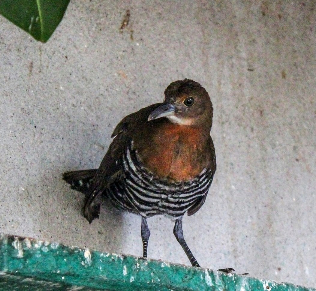 eBird Checklist - 3 Oct 2016 - Chobar D/S Eastbank - 2 species