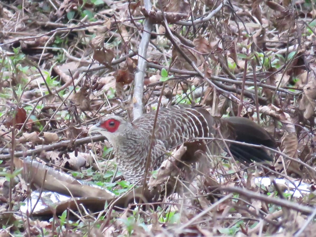 eBird India Checklist - 29 Mar 2019 - Godavari Forest - 32 species