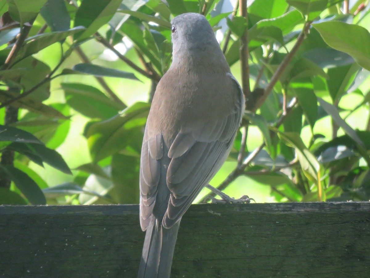 eBird Checklist - 7 Apr 2019 - Jilliby State Conservation Area - 10 species