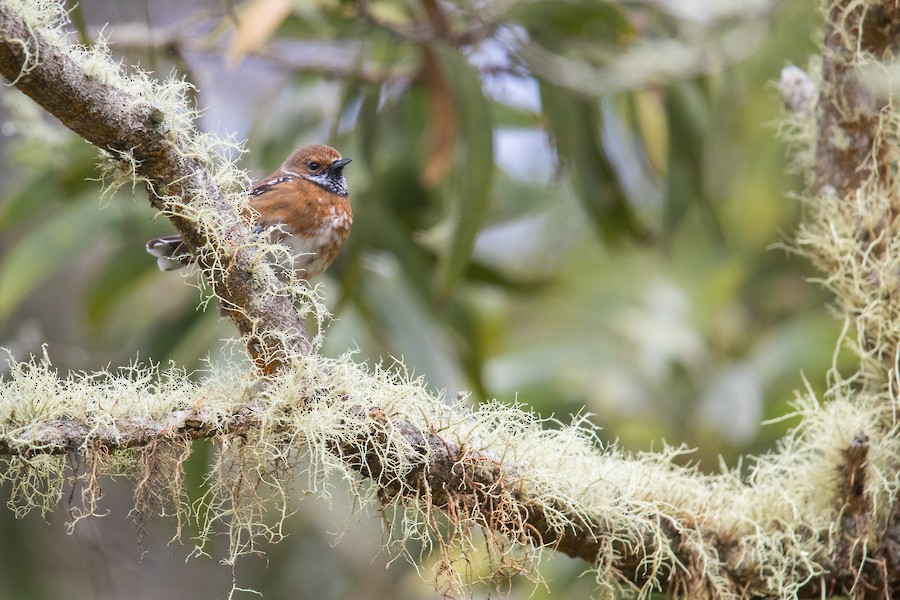 Гавайский элепайо (ridgwayi) - eBird