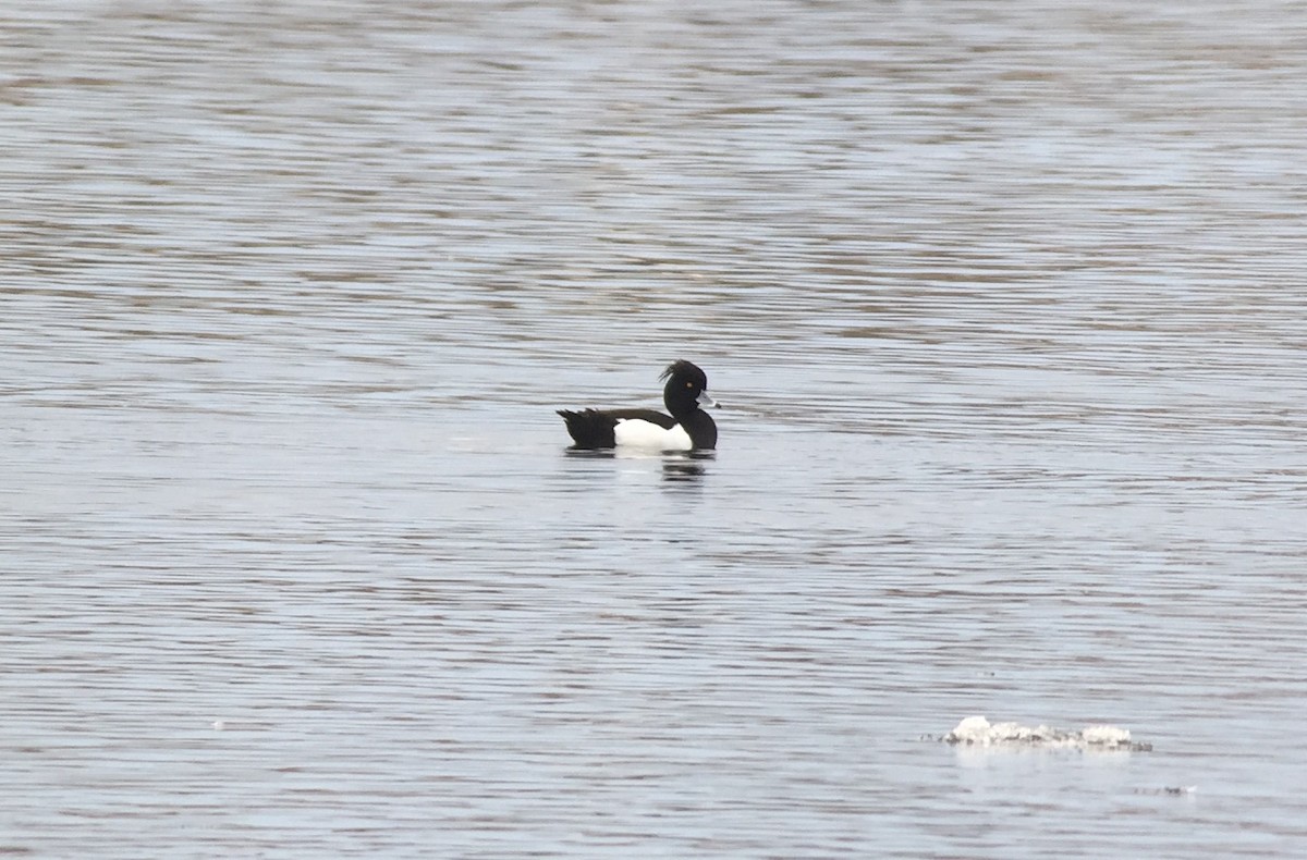 eBird Checklist - 7 Apr 2019 - Knutsford--Separation Lake - 22 species