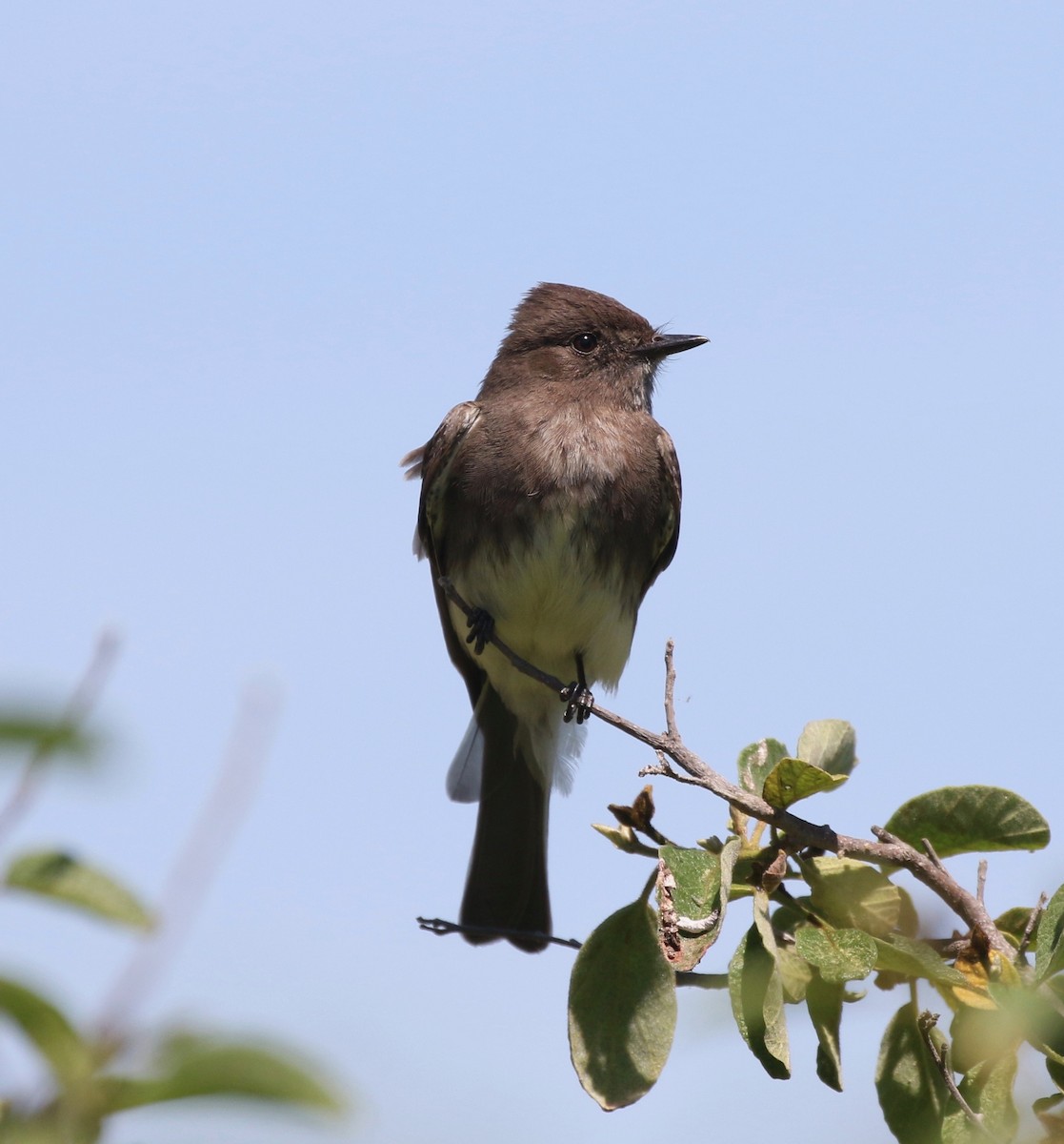 Black x Eastern Phoebe (hybrid) - eBird