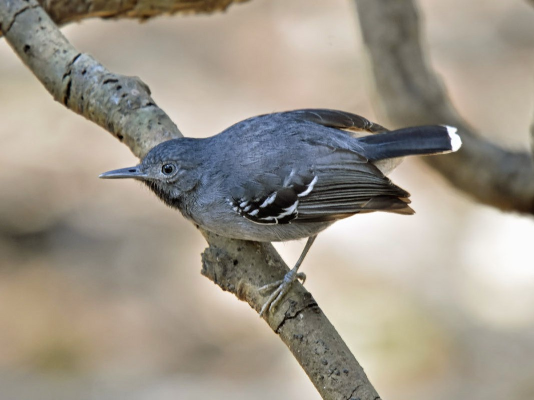Band-tailed Antbird - eBird