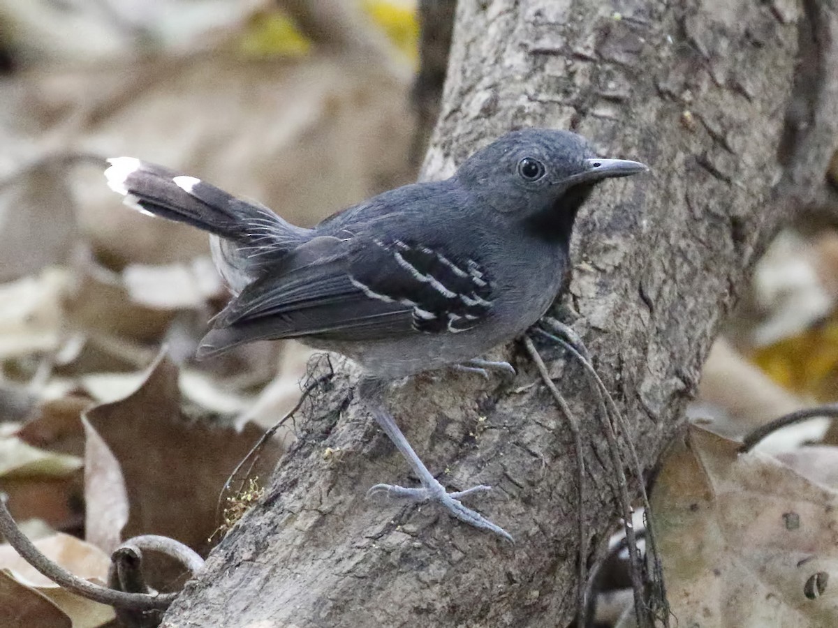 Band-tailed Antbird - Hypocnemoides maculicauda - Birds of the World