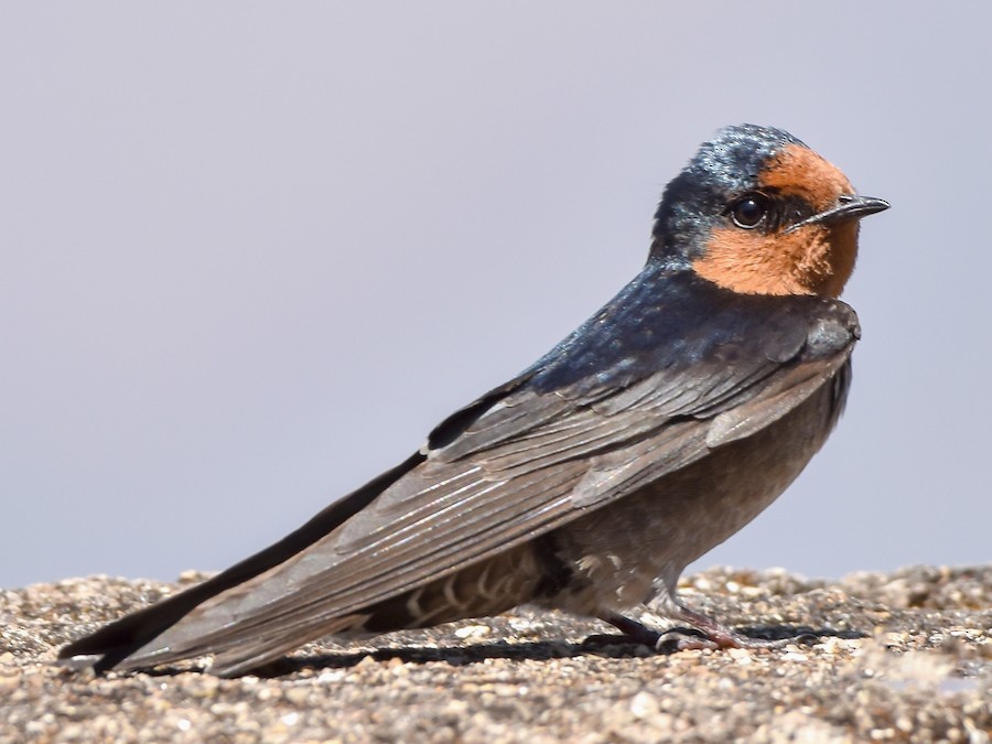 Hill Swallow - eBird
