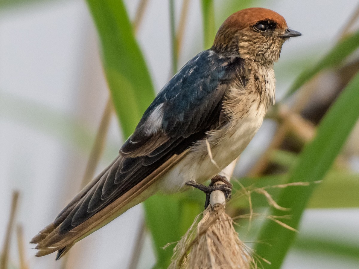 Streak-throated Swallow - Petrochelidon fluvicola - Birds of the World