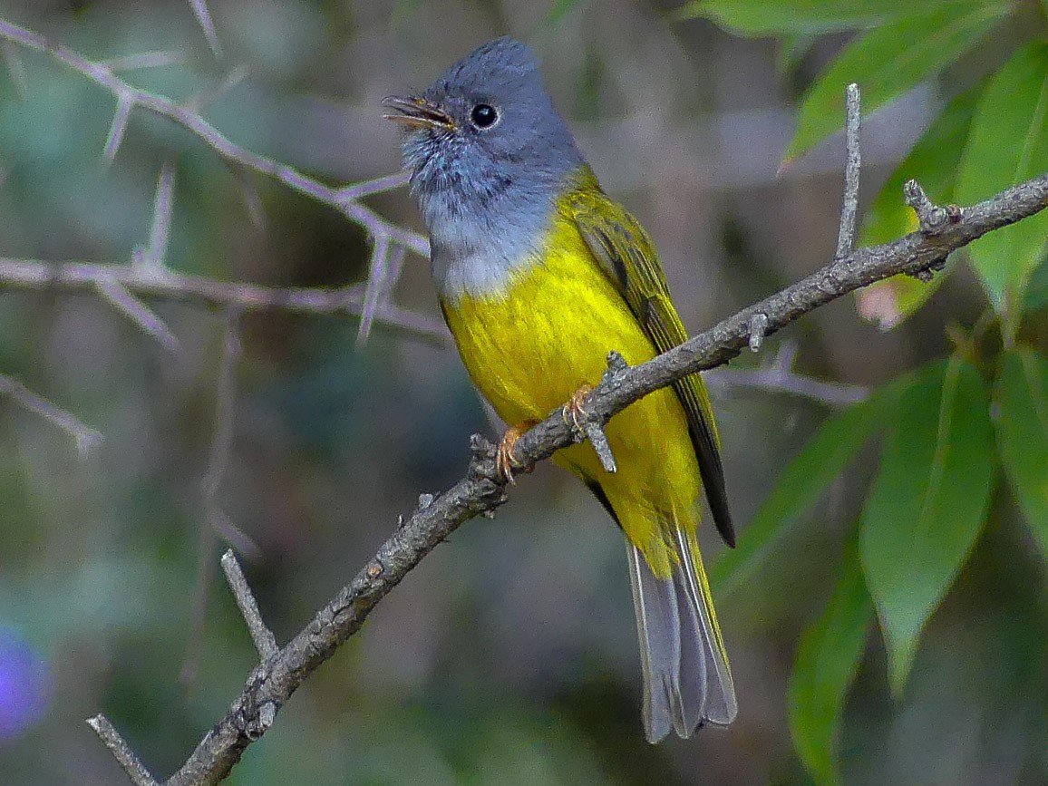 Grey-headed Canary-Flycatcher - eBird