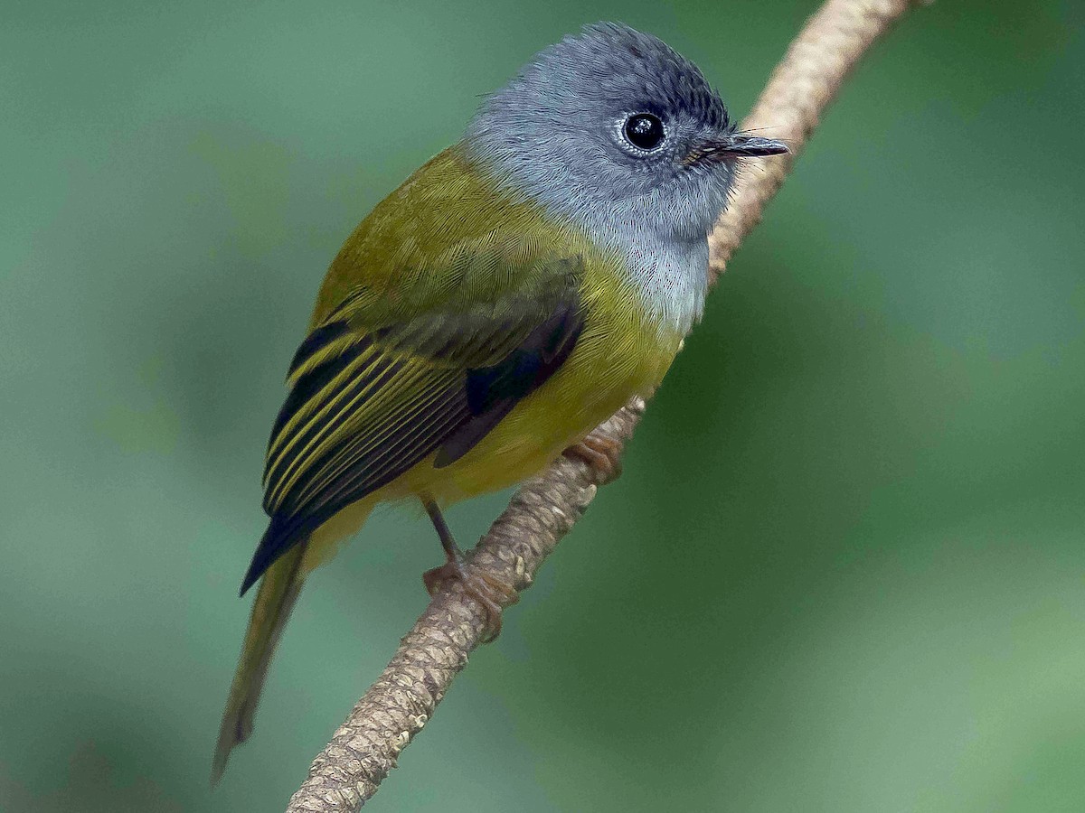 Gray-headed Canary-Flycatcher - Culicicapa ceylonensis - Birds of the World
