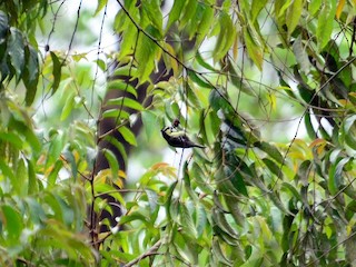 Indian Yellow Tit - eBird