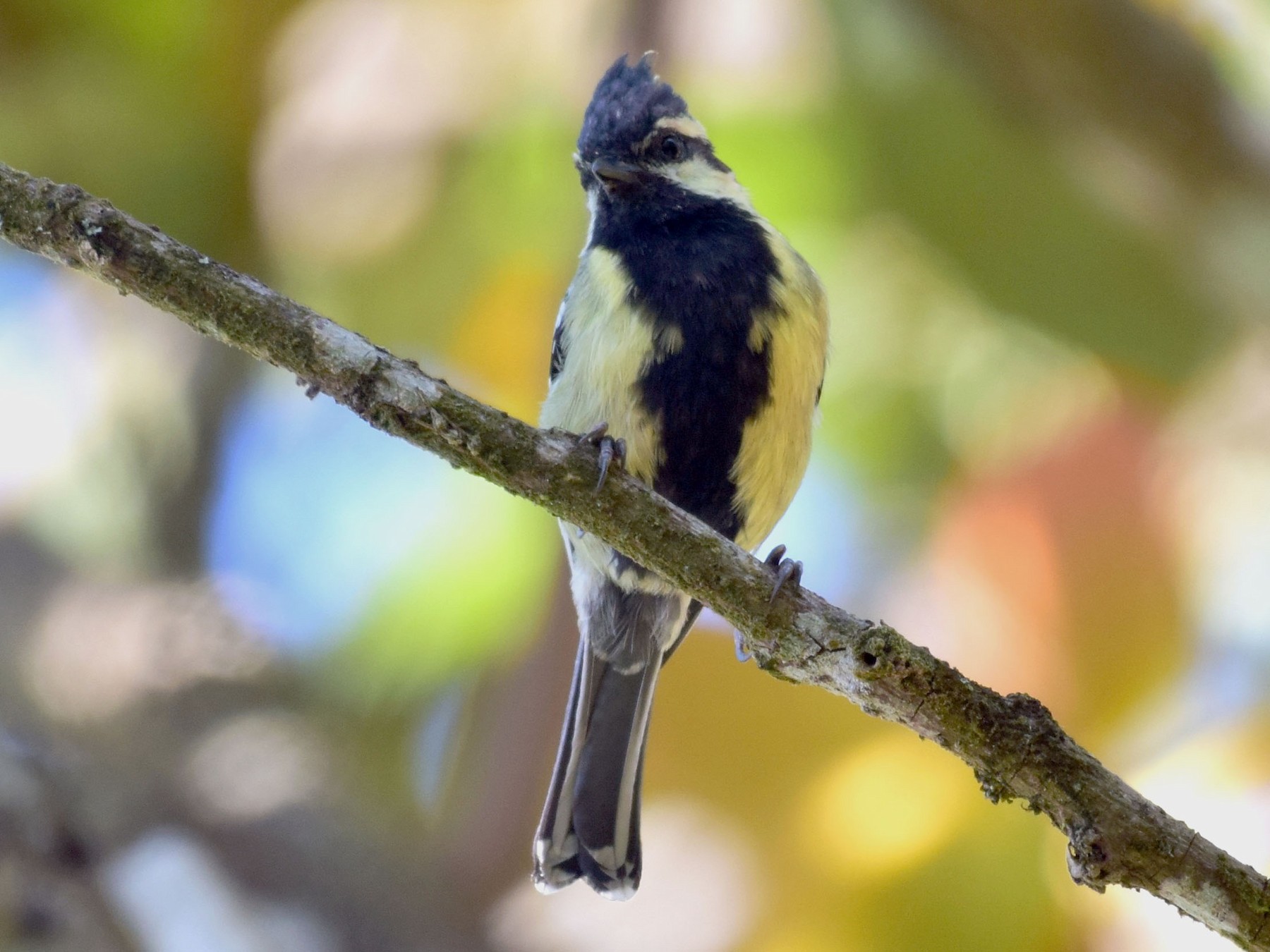 Indian Yellow Tit - eBird