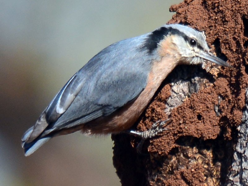 Indian Nuthatch - eBird