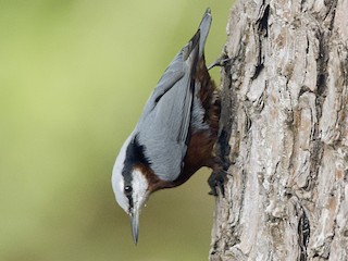 Indian Nuthatch - eBird