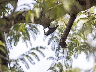 Indian Nuthatch - eBird