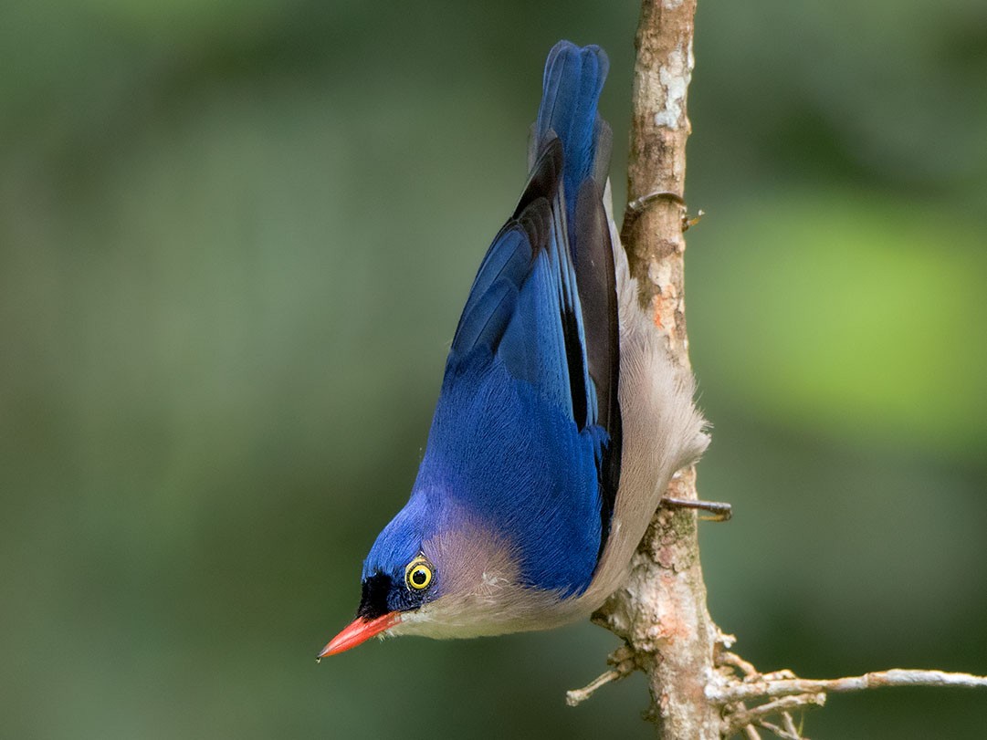 Velvet-fronted Nuthatch - eBird