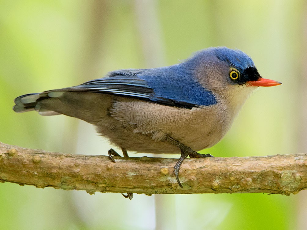 Velvet-fronted Nuthatch - eBird