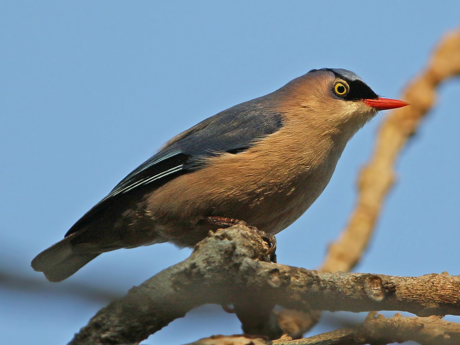 Velvet-fronted Nuthatch - eBird