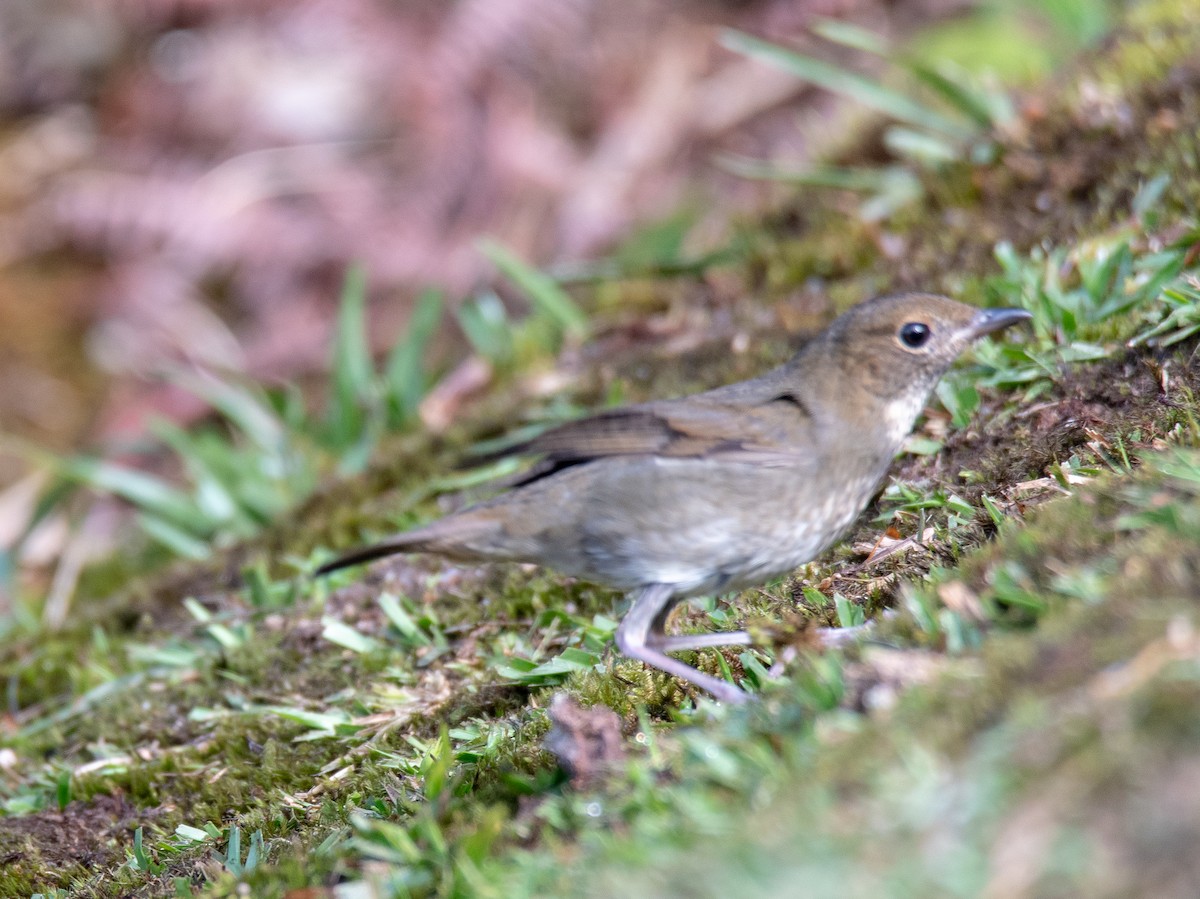 eBird Checklist - 13 Mar 2019 - Genting Highlands--Ulu Kali Radar ...