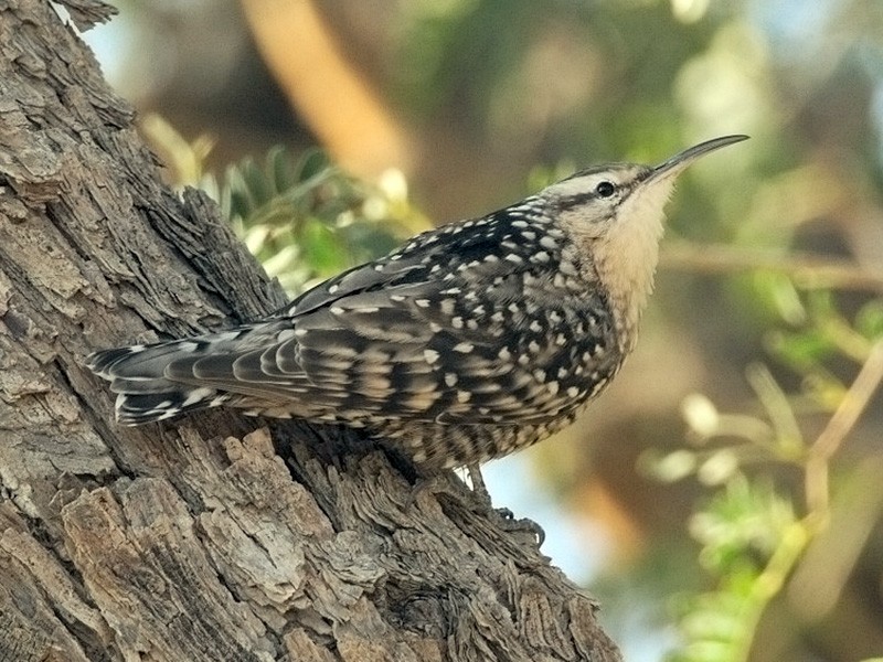 Indian Spotted Creeper - Salpornis spilonota - Birds of the World